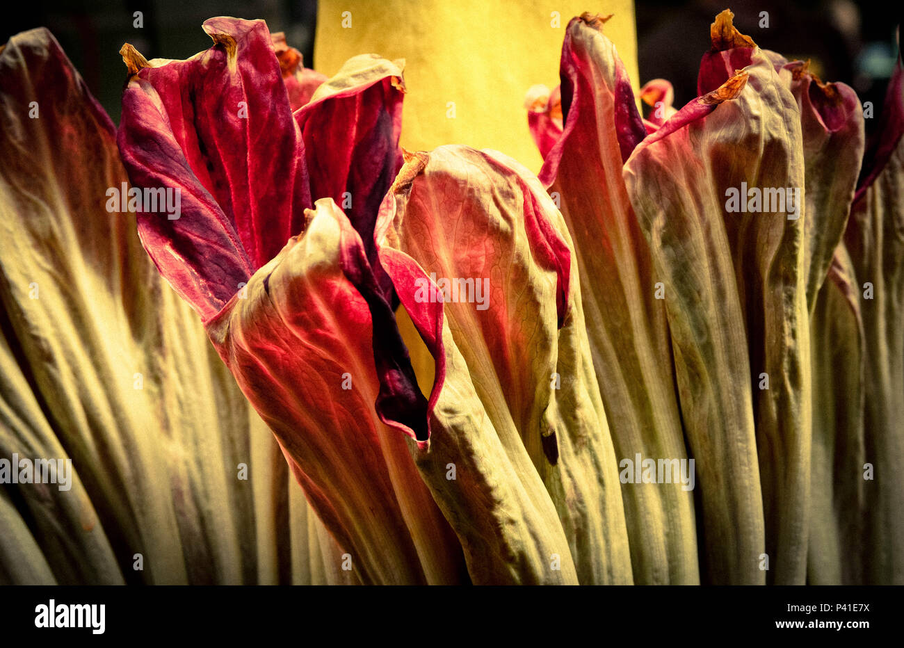 A close-up detail of the outer petals of the rare Corpse flower in ...