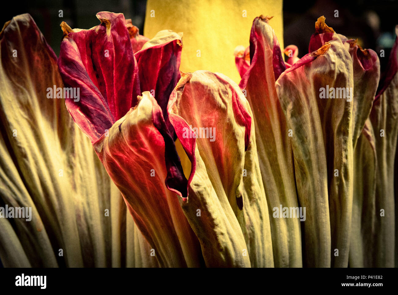 A close-up detail of the outer petals of the rare Corpse flower in ...