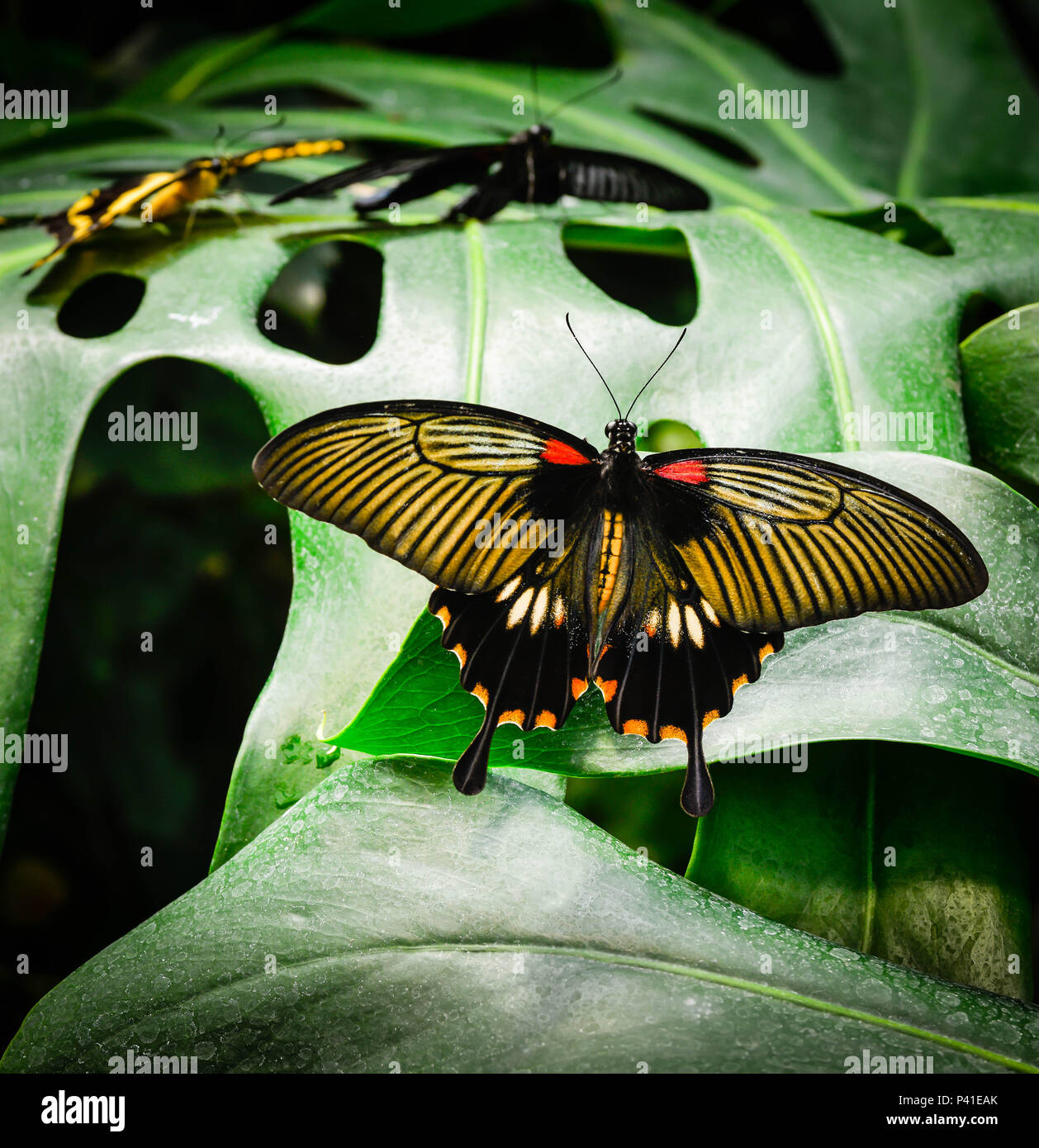 Gold and black butterfly hi-res stock photography and images - Alamy
