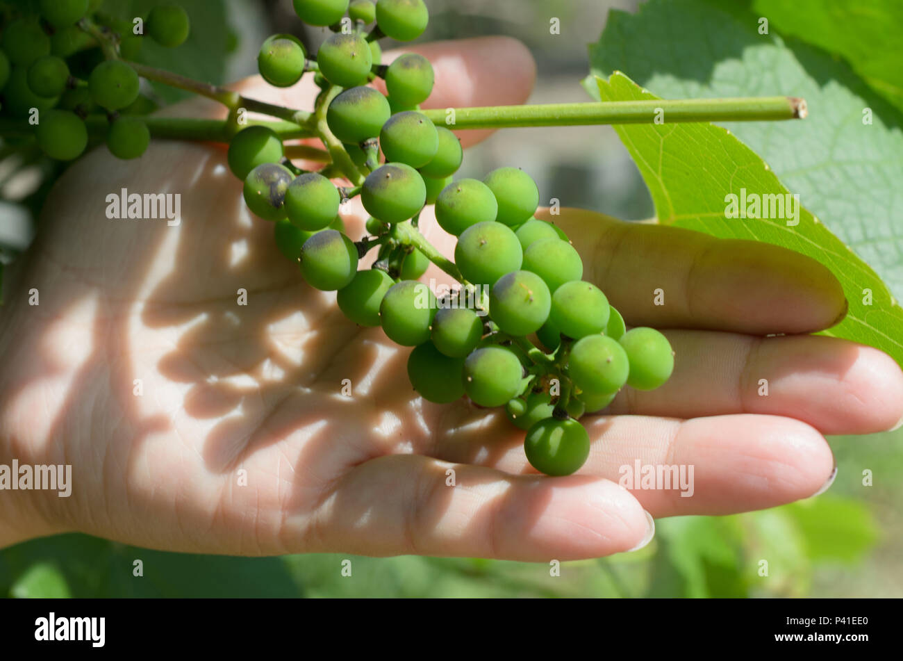 Bunch grapes hand hanging hi-res stock photography and images - Alamy