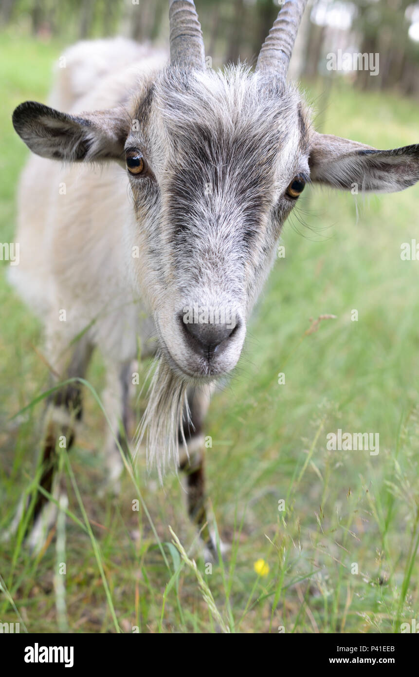 Gray goat hi-res stock photography and images - Alamy