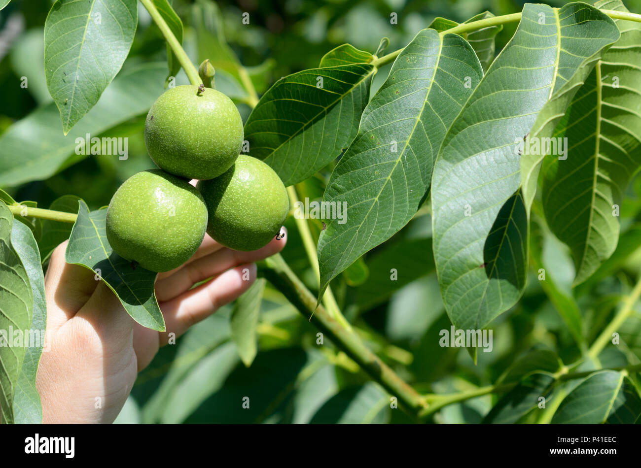Walnuts on the tree hi-res stock photography and images - Alamy