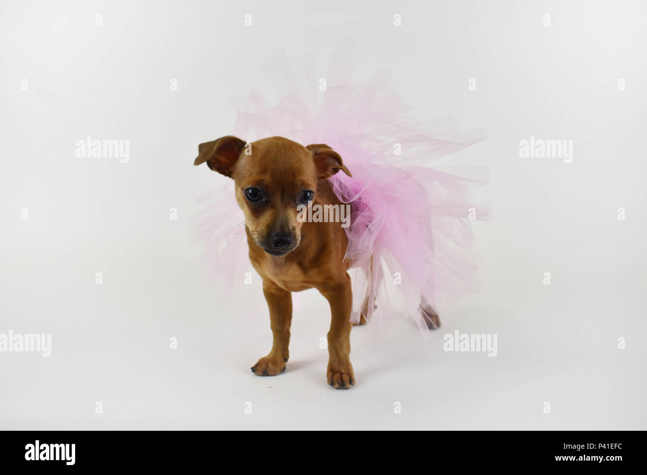 Cute ballerina puppy in tutu skirt, doggie dress Stock Photo - Alamy