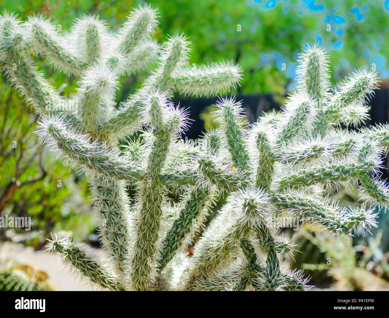 The jumping cholla cactus native to the Sonora desert is feared yet ...