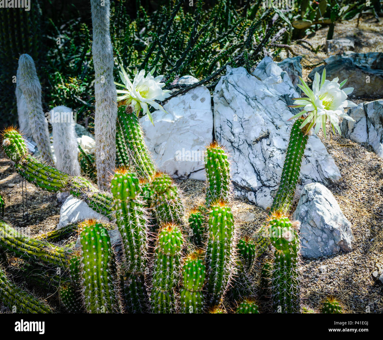 Cacti white hi-res stock photography and images - Alamy