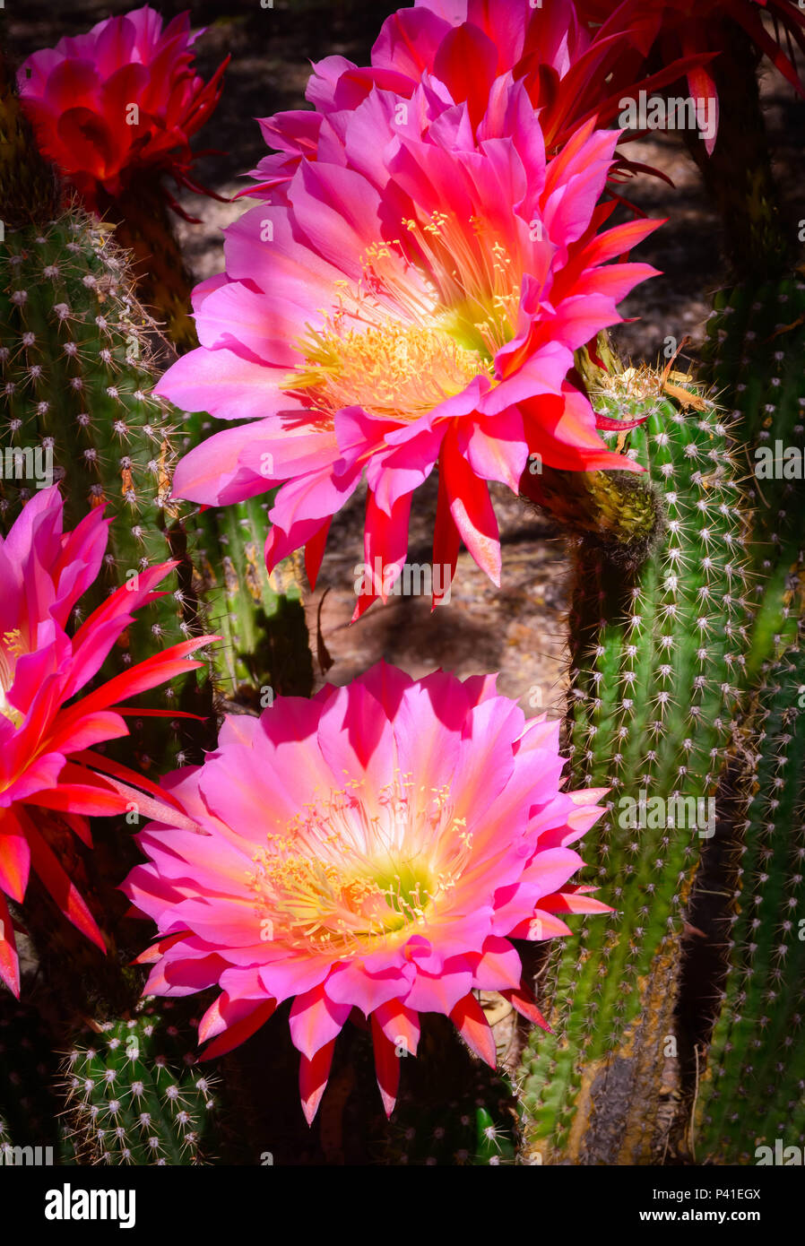 Organpipe Stock Photos & Organpipe Stock Images - Alamy