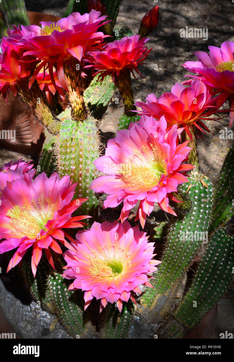 Tubular Growing Cactus High Resolution Stock Photography and Images - Alamy