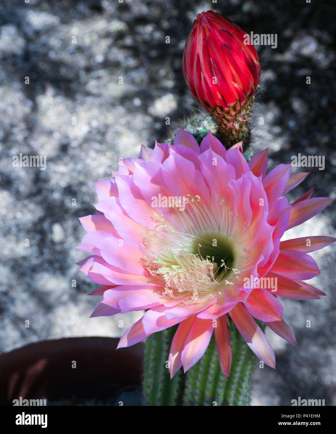 Cactus delicate flowers spikes hi-res stock photography and images - Alamy