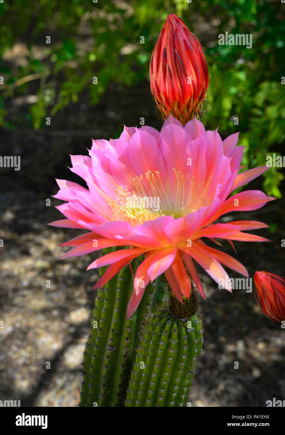 Close up of Big delicate pink flower blosoom growing from a green ...