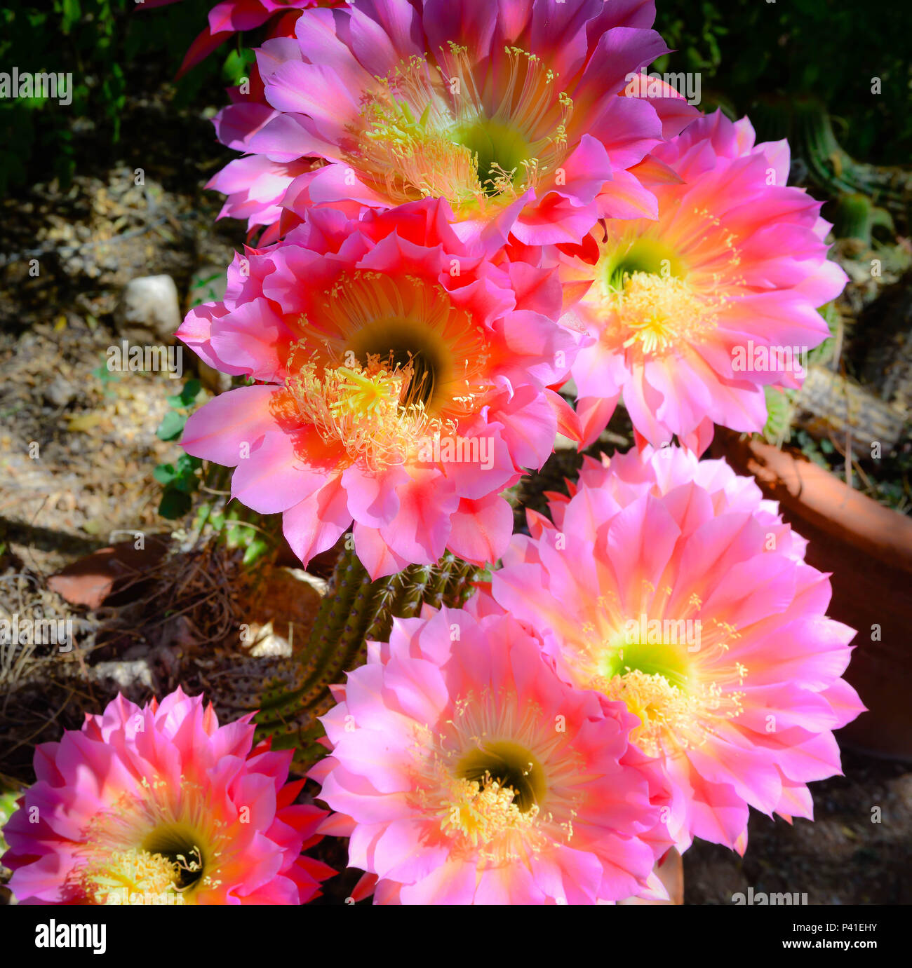 Close up of Big delicate pink flower blosooms growing from a green ...