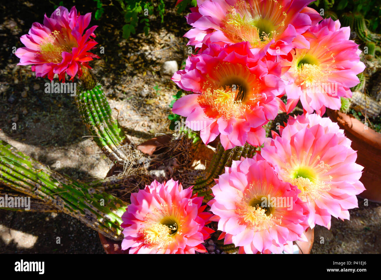 Close up of Big delicate pink flower blossoms growing from a green ...