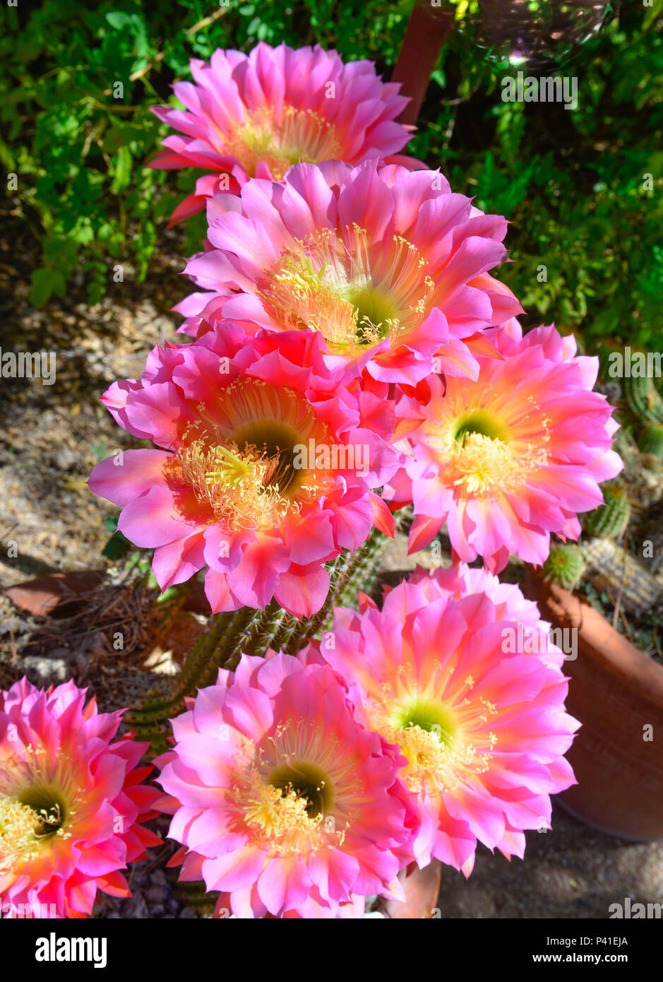 Close up of Big delicate pink flower blossoms growing from a green ...