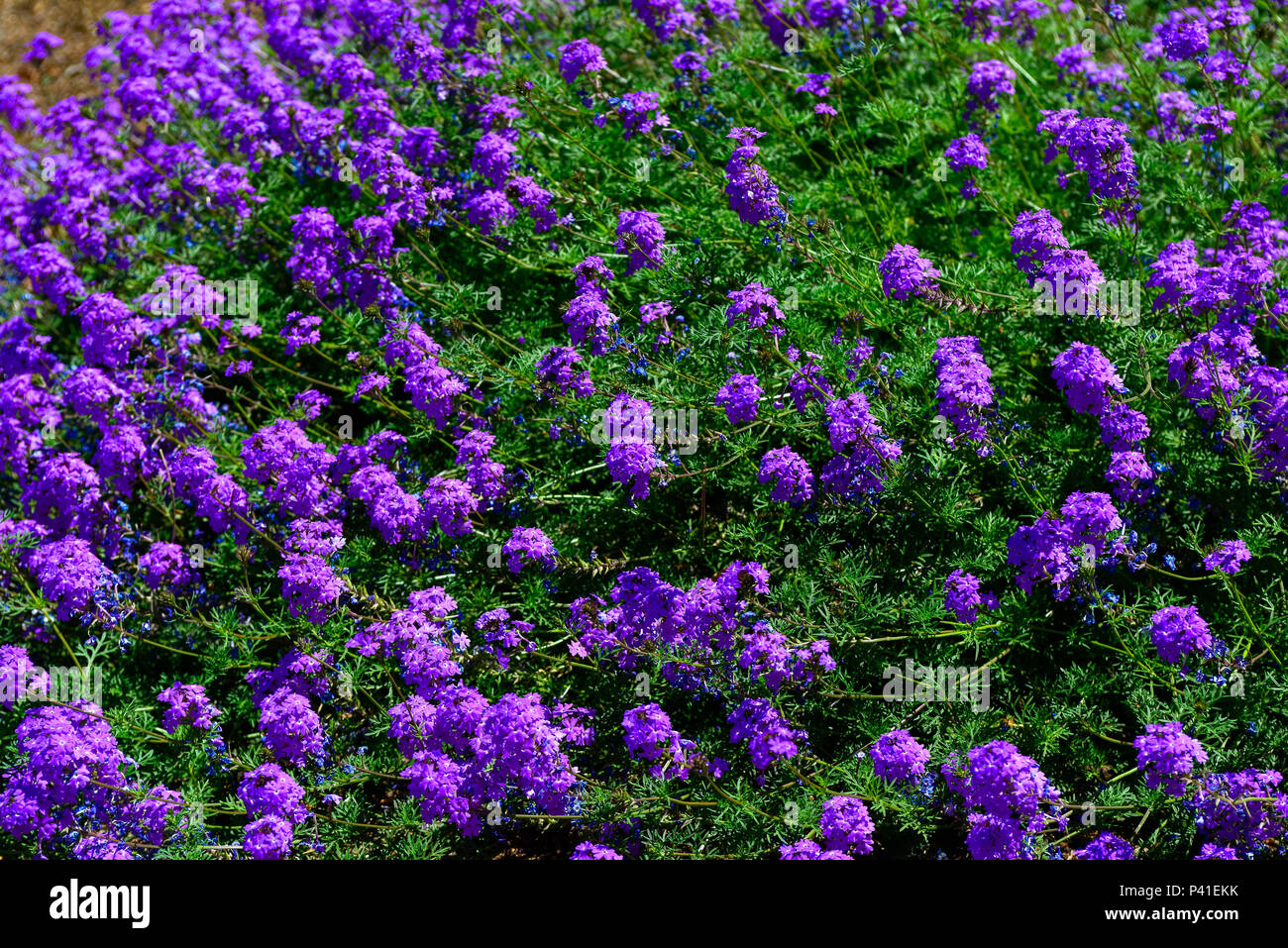 Violets flowers field in garden hi-res stock photography and images - Alamy