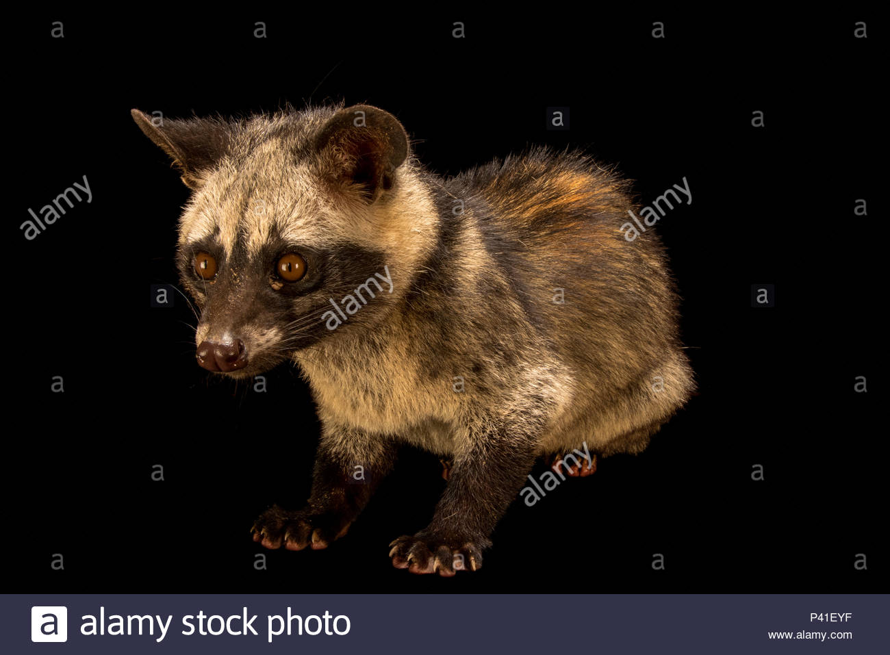 Paradoxurus Hermaphroditus Stock Photos & Paradoxurus Hermaphroditus ...