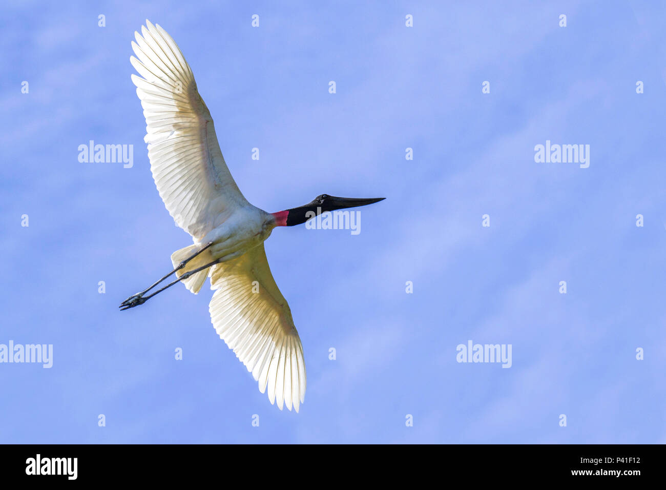 Tuim De Papo Vermelho High Resolution Stock Photography and Images - Alamy