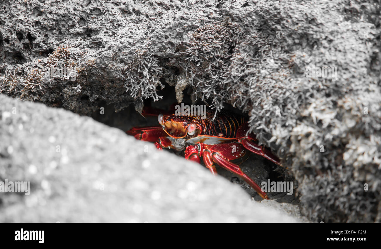 Galapagos Sally Lightfoot Crab finds shelter under lava rock Stock ...
