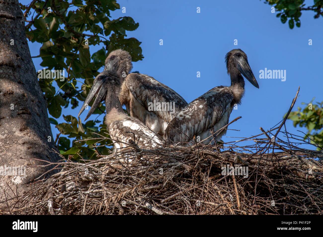 Fazenda Barra Mansa - Aquidauana-MS Tuiuiú ninho de Tuiuiú ninho com ...
