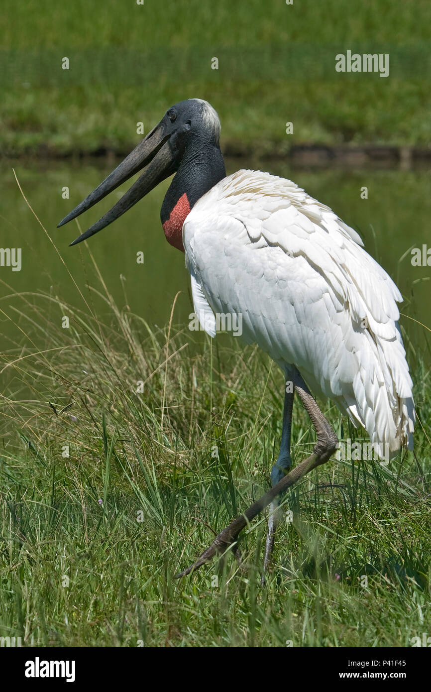 Tuiuiu hi-res stock photography and images - Alamy