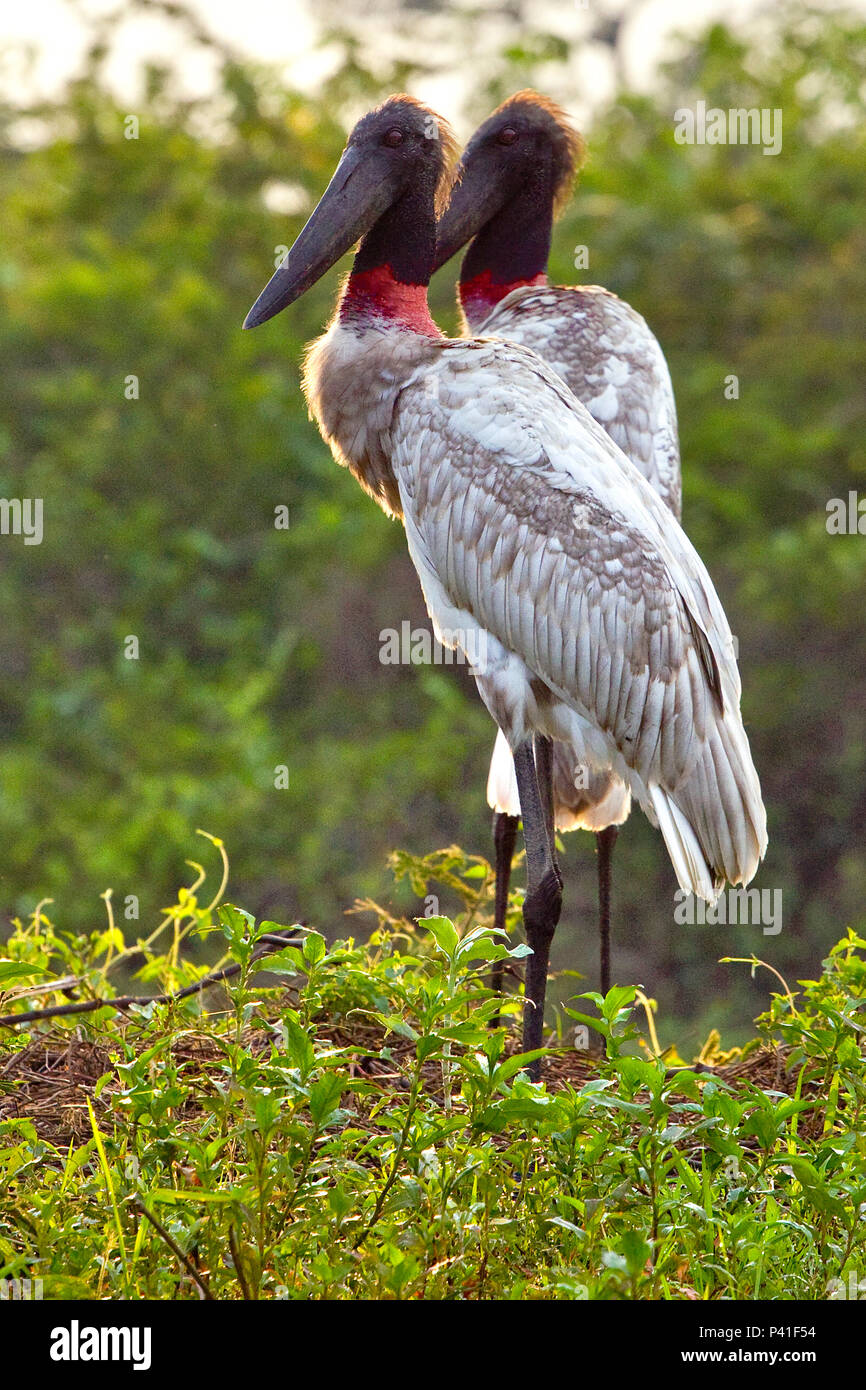 Filhotes de tuiuiu hi-res stock photography and images - Alamy