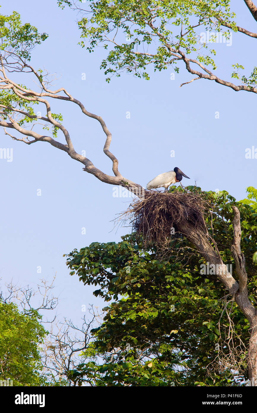 Rio Vermelho - Corumbá - Mato Grosso do Sul Tuiuiú Jabiru mycteria ...
