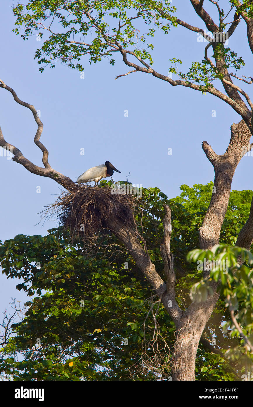 Rio vermelho - Corumbá - Pantanal Tuiuiu Jaburu Jabiru ave ave símbolo ...