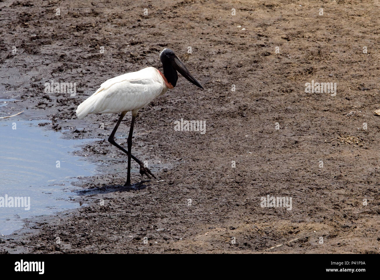 Estrada Parque - Corumbá - Mato Grosso do Sul Tuiuiú Jaburu Jabiru Ave ...