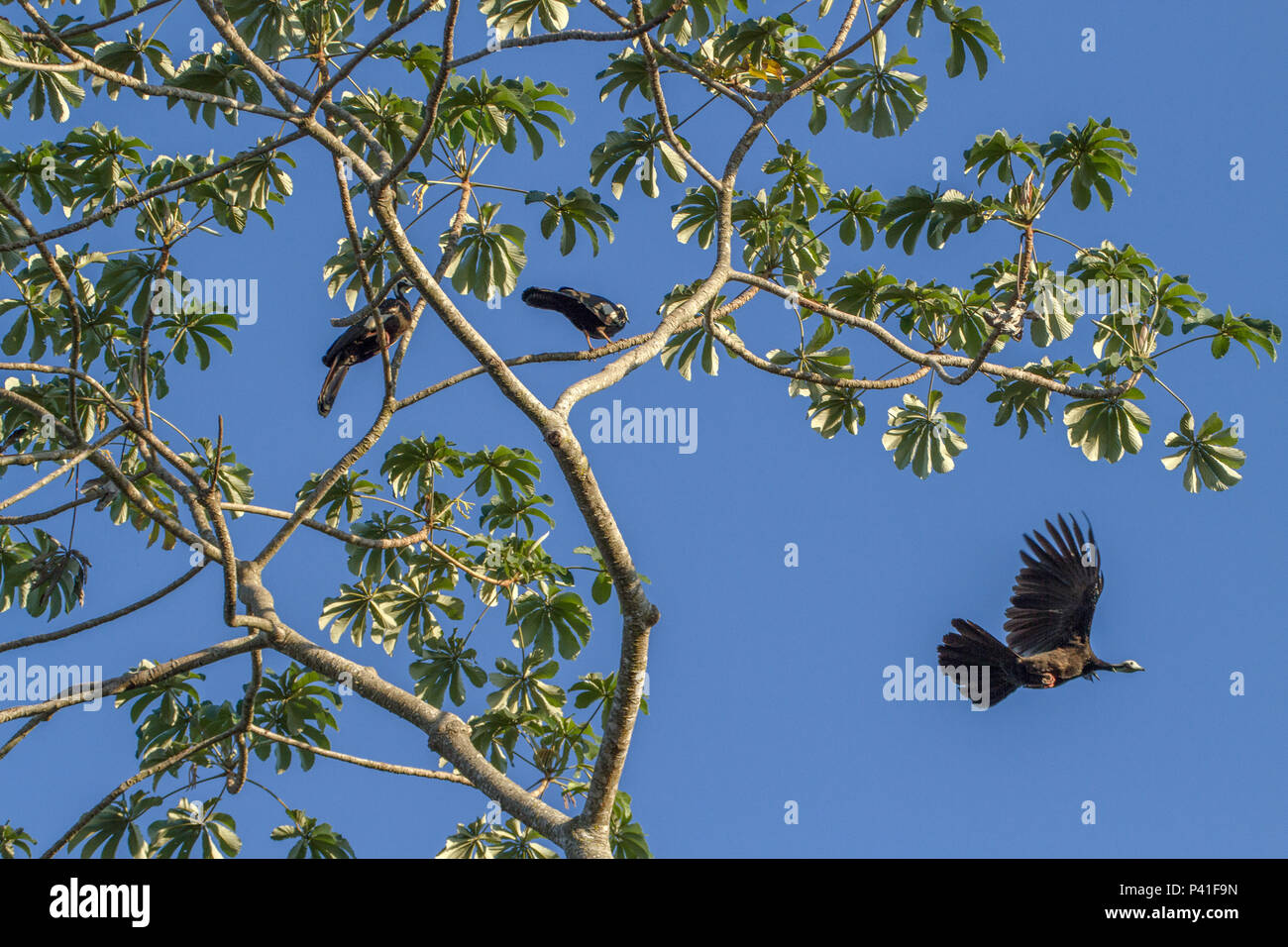 Jacutinga Aburria jacutinga Black-fronted Piping-Guan ave natureza Rio ...