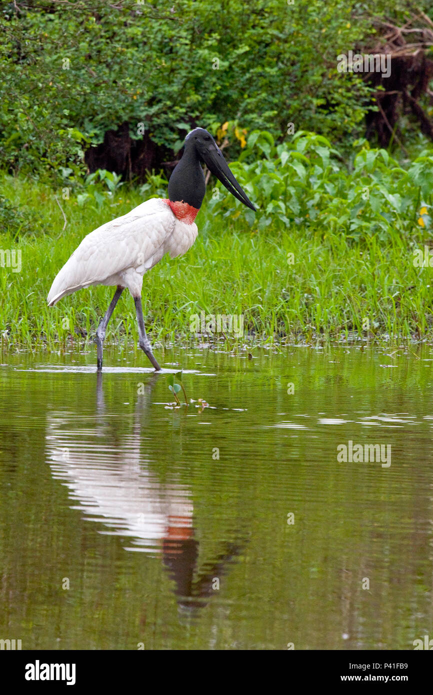 Tuiuiú é o nome de uma ave ciconiforme da família Ciconiidae. É ...