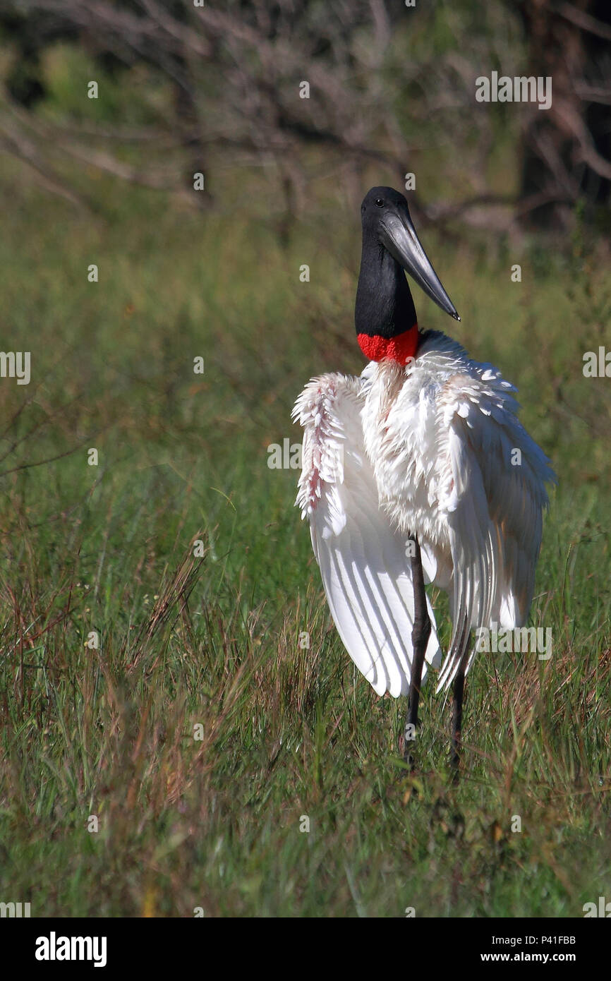 Fazenda Barra Mansa- Aquidauana - MS Tuiuiú jaburru jaburu tuim-de-papo ...