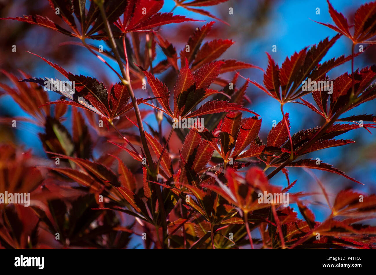 Sharp leaves hi-res stock photography and images - Alamy