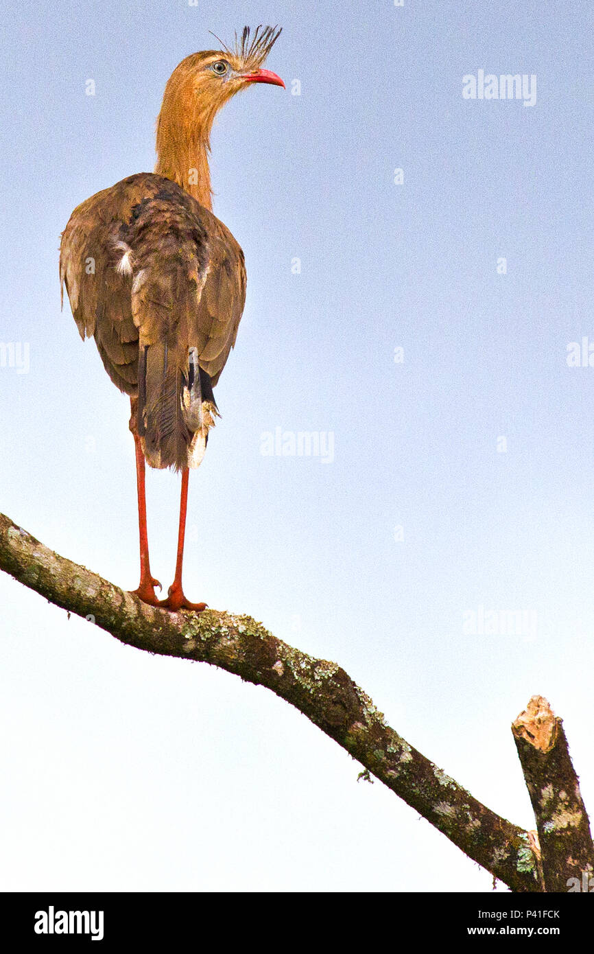 Serra da Canastra - MG Seriema sariema (Ceará) seriema-de-pé-vermelho ...