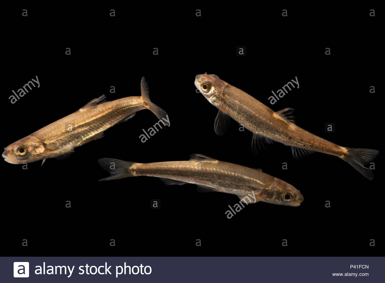 Meda Stock Photos & Meda Stock Images - Alamy