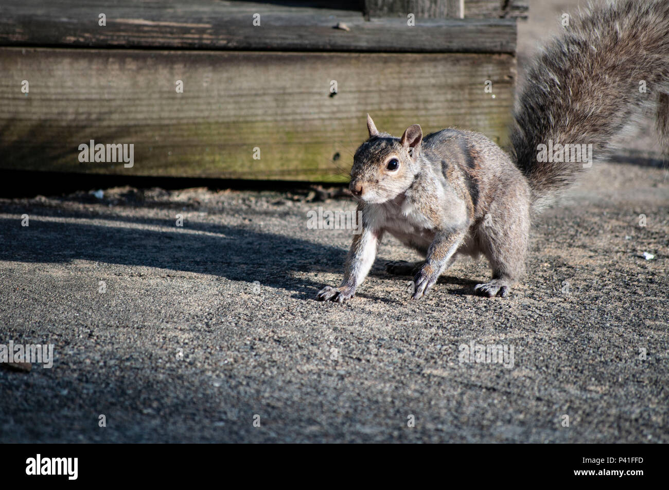 A squirrel hops around Stock Photo - Alamy