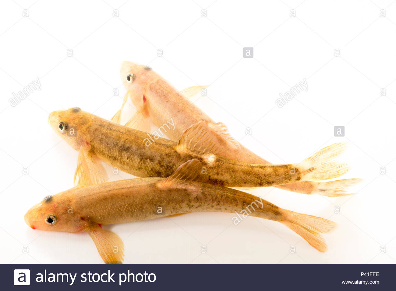 Loach Fish Stock Photos & Loach Fish Stock Images - Alamy