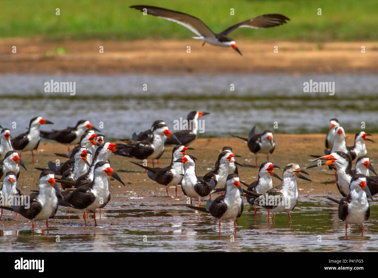 Rio Negro MS Talha-mar corta-água talha-mar-preto corta-mar bico ...