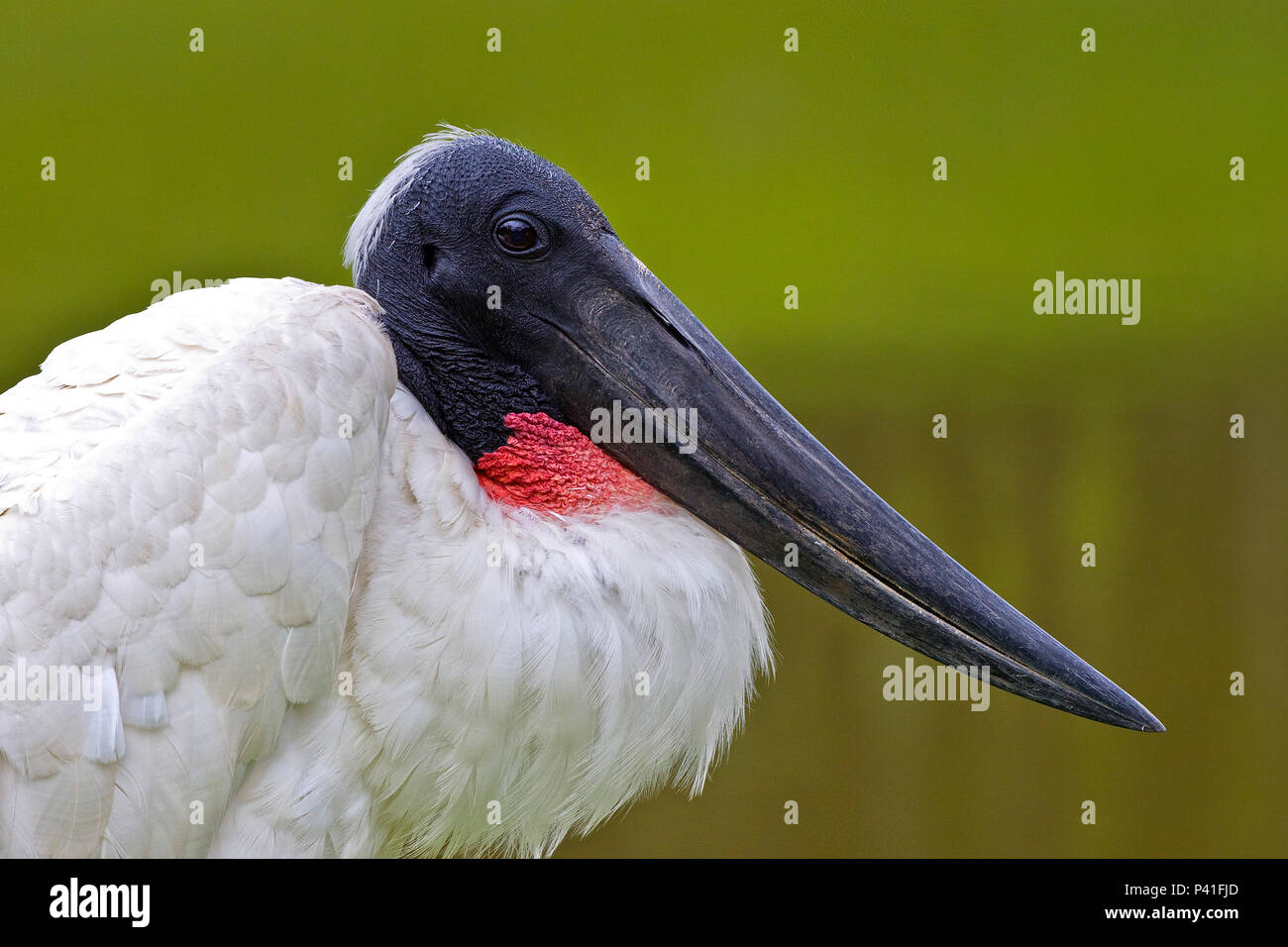 Zooparque de Itatiba - SP Jabiru mycteria Tuiuiú jaburu tuim-de-papo ...