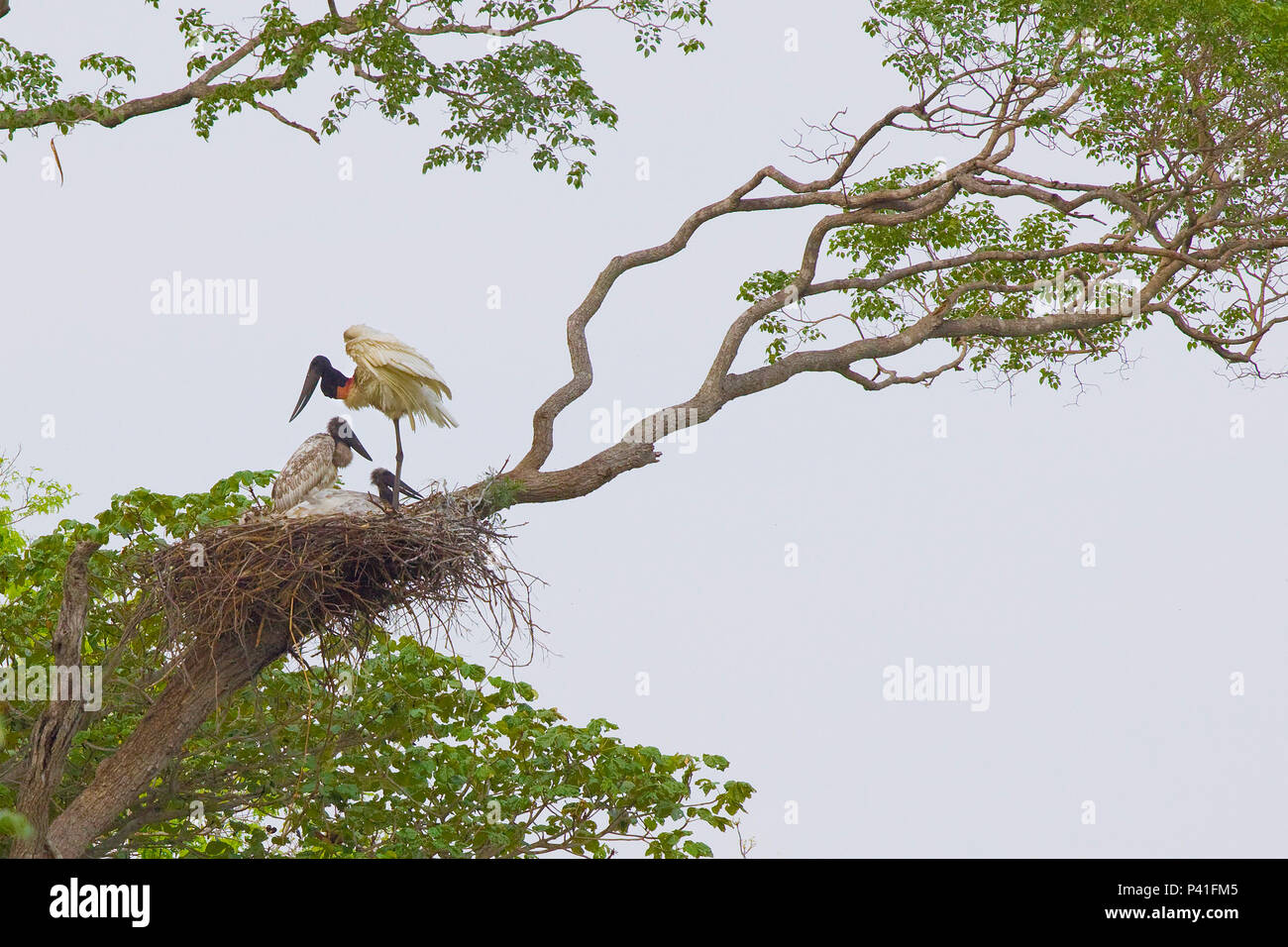 Tuiuiú Ninho de Tuiuiú Jabiru mycteria jaburu tuim-de-papo-vermelho ave ...