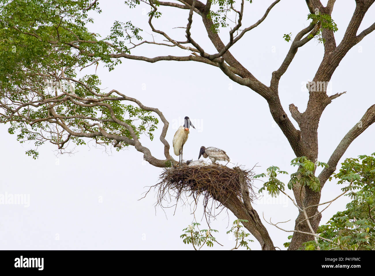 Ninho de Tuiuiú Tuiuiú Jabiru mycteria jaburu tuim-de-papo-vermelho ave ...