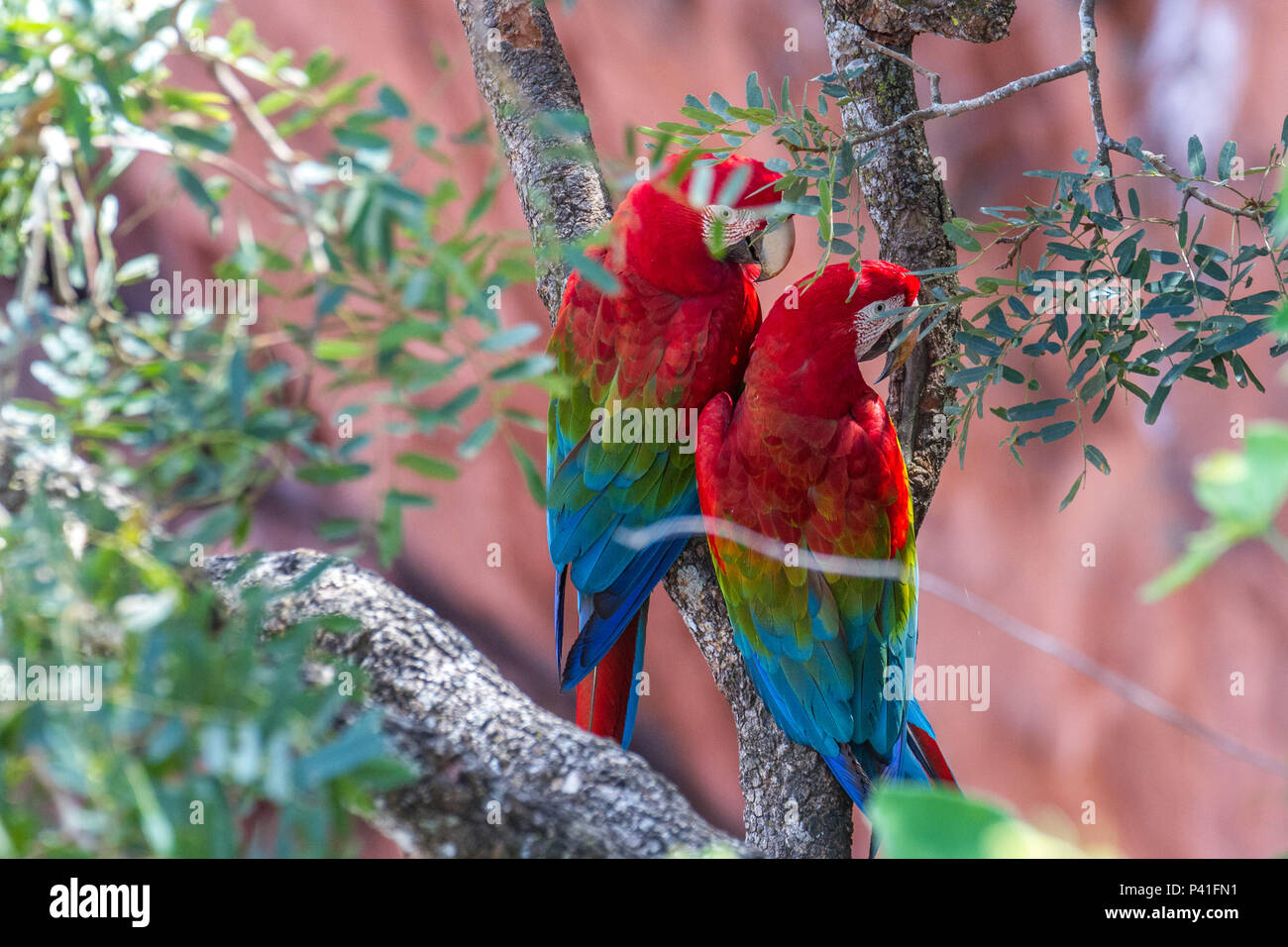 Arara verde hi-res stock photography and images - Alamy