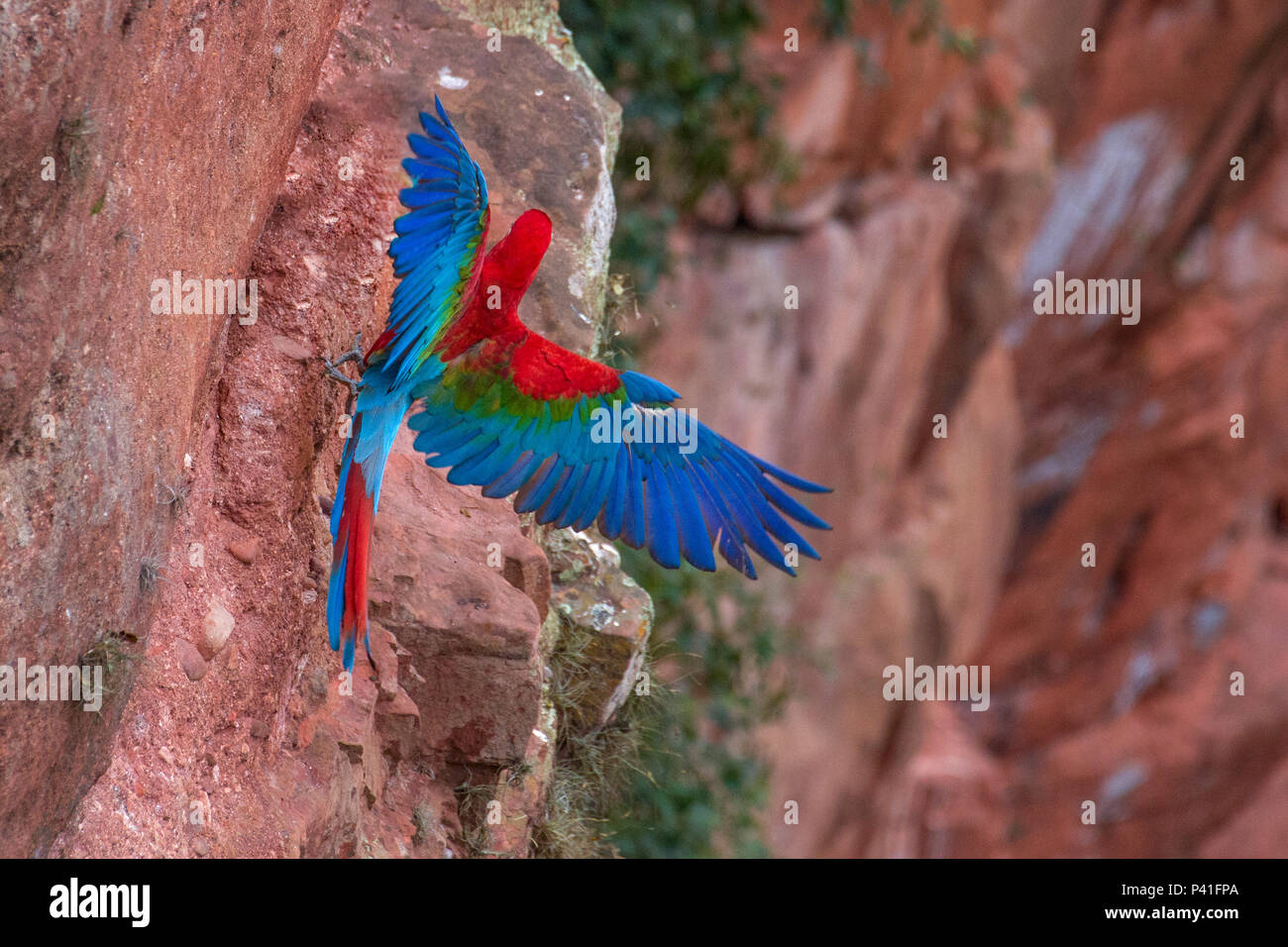 Arara verde hi-res stock photography and images - Alamy