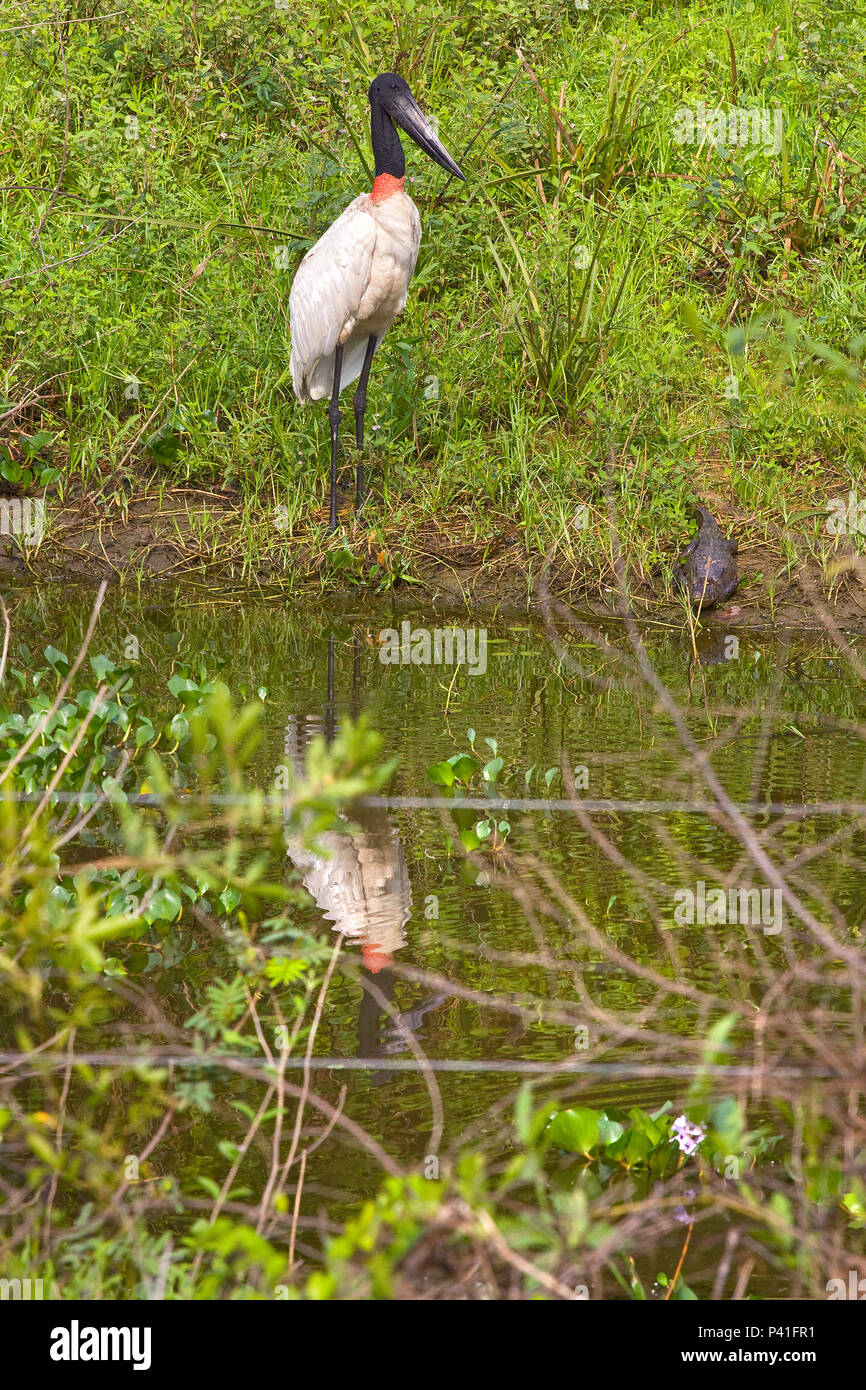 Tuiuiú Jabiru mycteria jaburu tuim-de-papo-vermelho ave Fauna Natureza ...