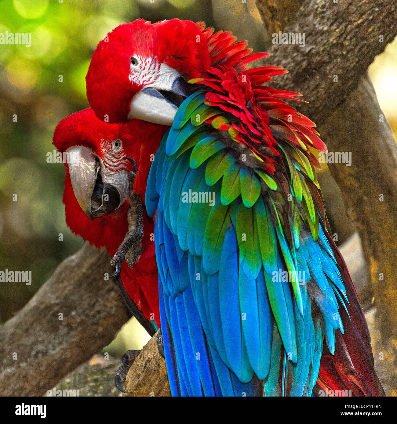 Arara-vermelha Ara chloropterus arara-verde araracanga aracanga arara ...