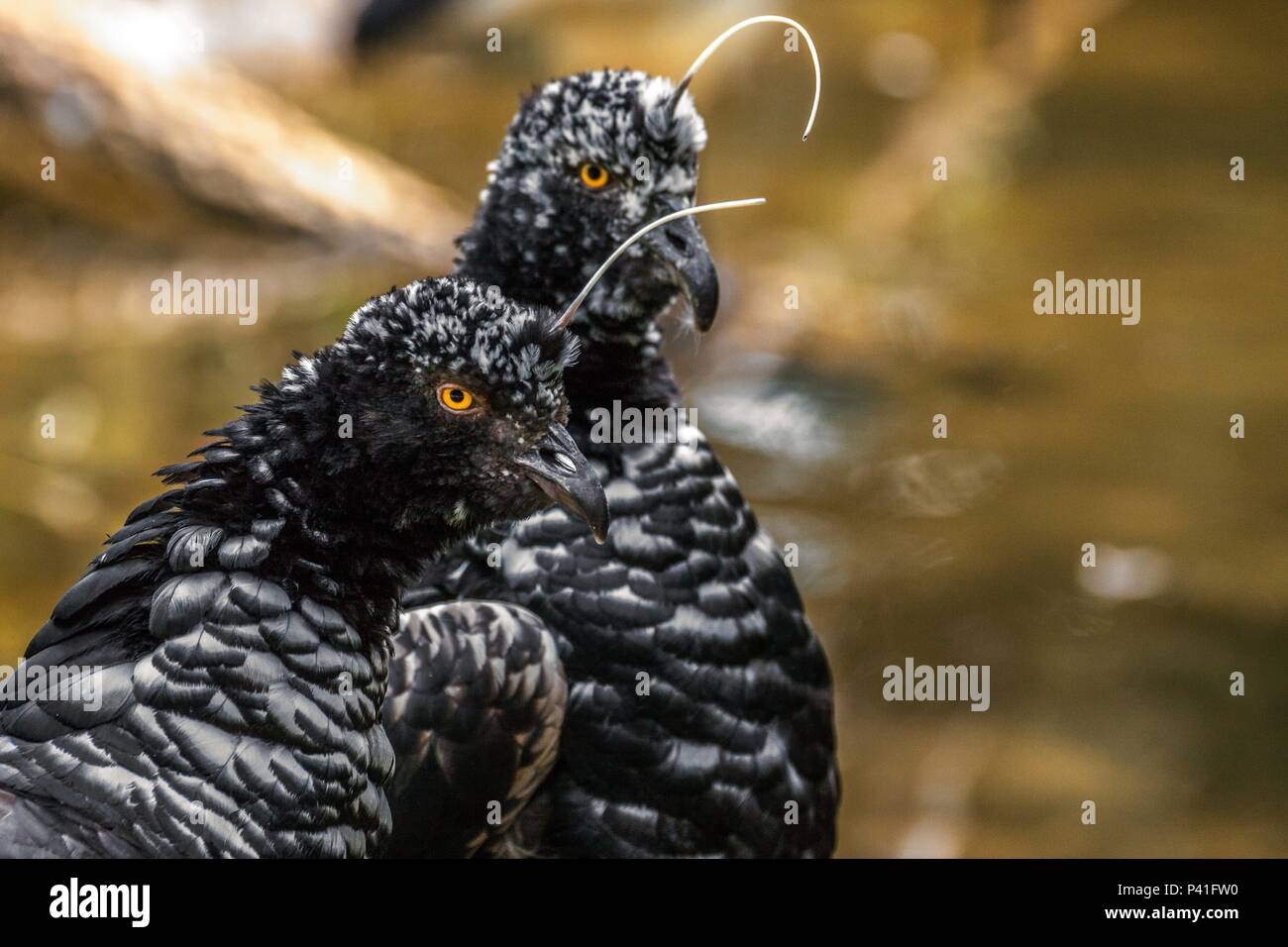 Anhuma Anhima cornuta Horned Screamer inhuma inhaúma unicorne licorne ...
