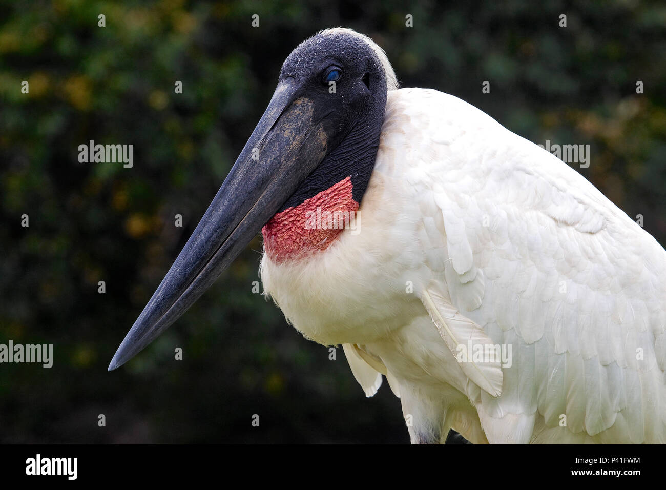 tuiuiú Jaburu Jabiru Tuim-de-papo-vermelho Ave Natureza Fauna Stock ...