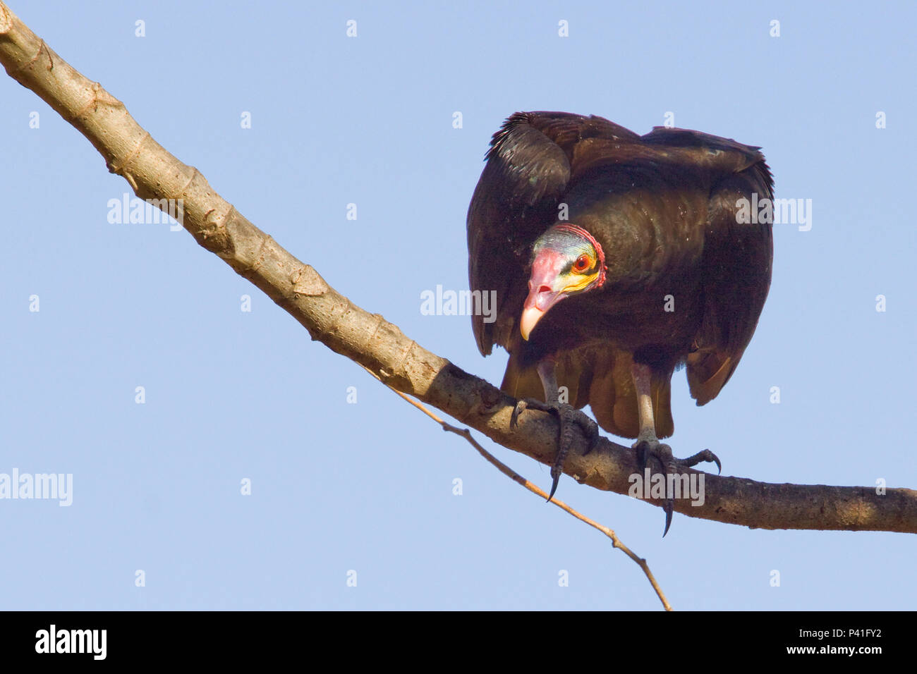 Urubu de cabeca amarela hi-res stock photography and images - Alamy