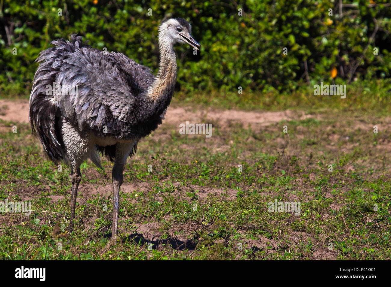 Fazenda Barra Mansa - Aquidauana - MS Ema Rhea americana Greater Rhea ...