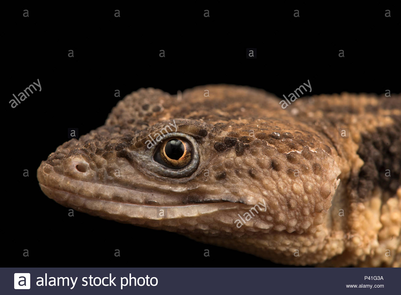 Scaled Reptiles Stock Photos & Scaled Reptiles Stock Images - Alamy