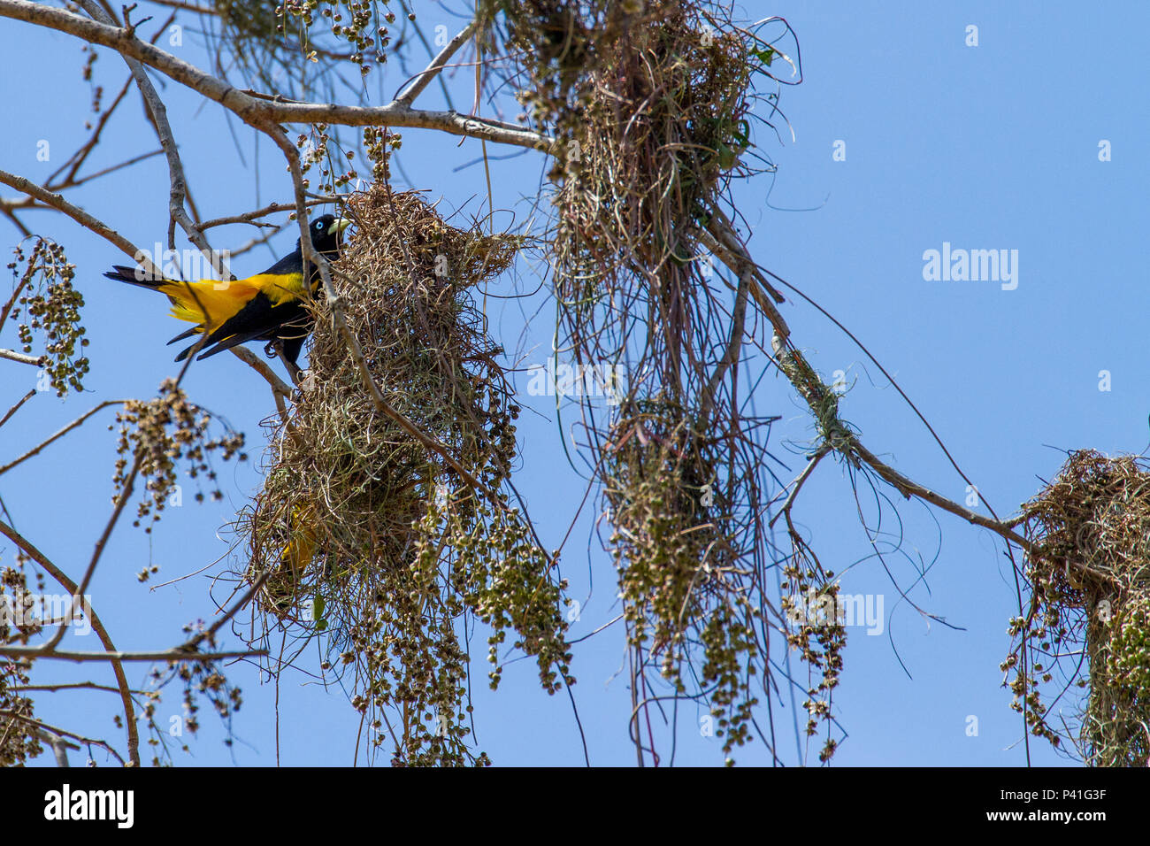 Japiim do mato hi-res stock photography and images - Alamy