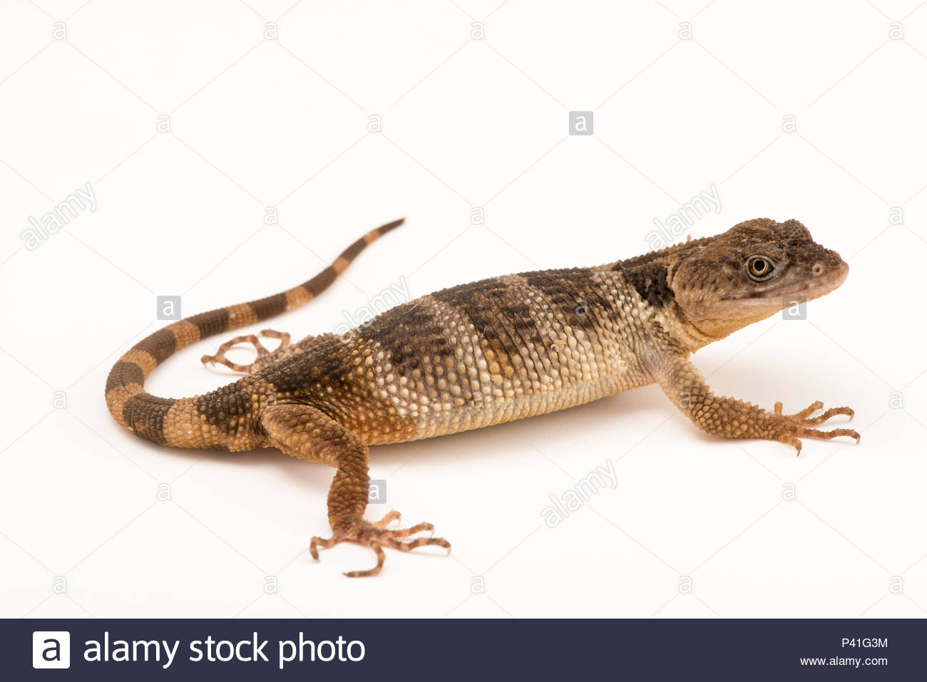 Scaled Reptiles Stock Photos & Scaled Reptiles Stock Images - Alamy