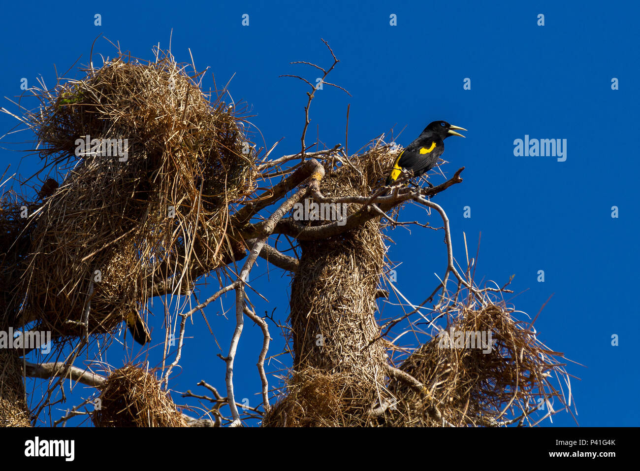 Ave do brasil hi-res stock photography and images - Alamy
